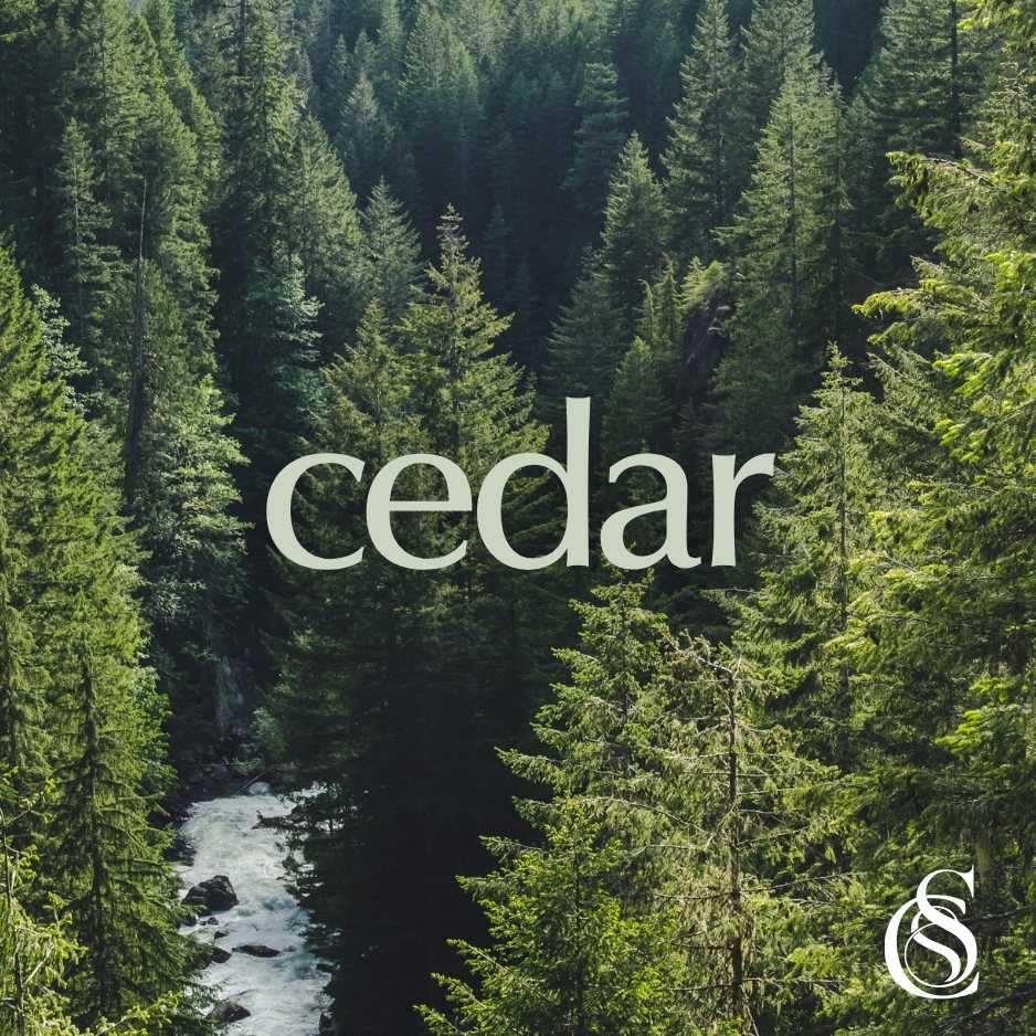Cedar Fragrance Oil