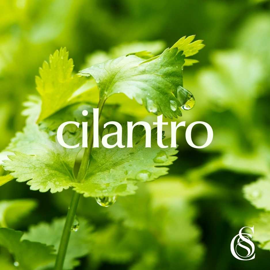 Cilantro Fragrance Oil