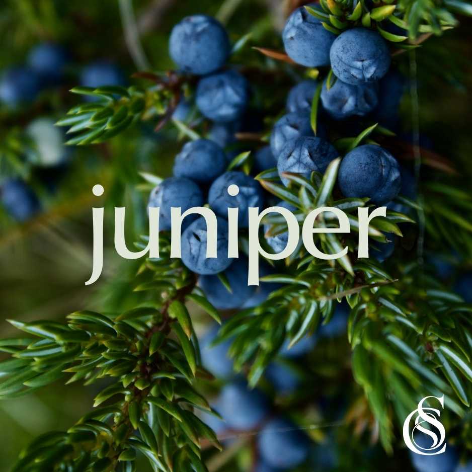 Juniper Fragrance Oil